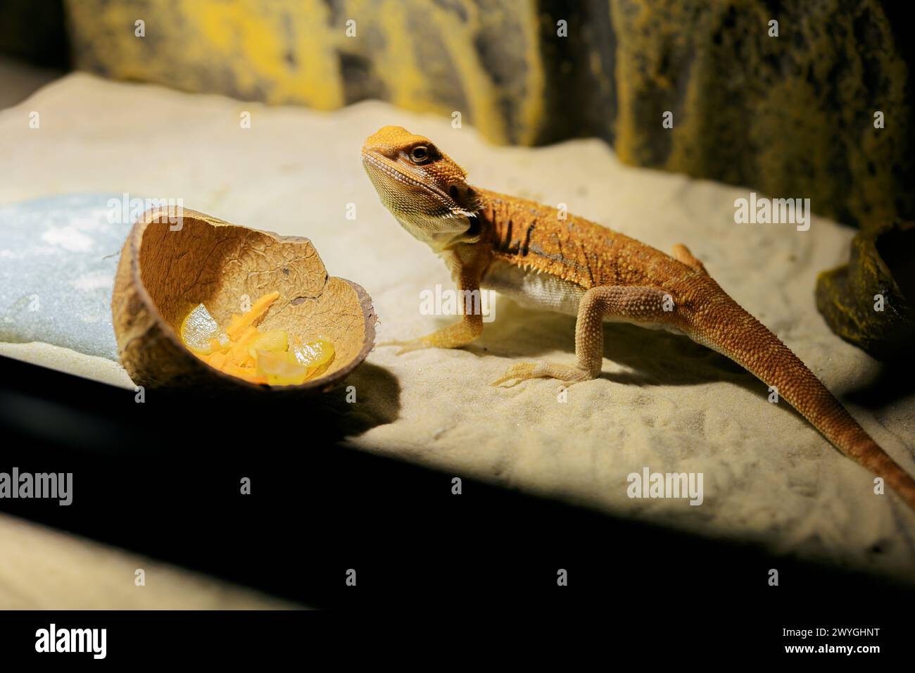 Red bearded Agama iguana eating fresh fruits and carrots in terrarium ...