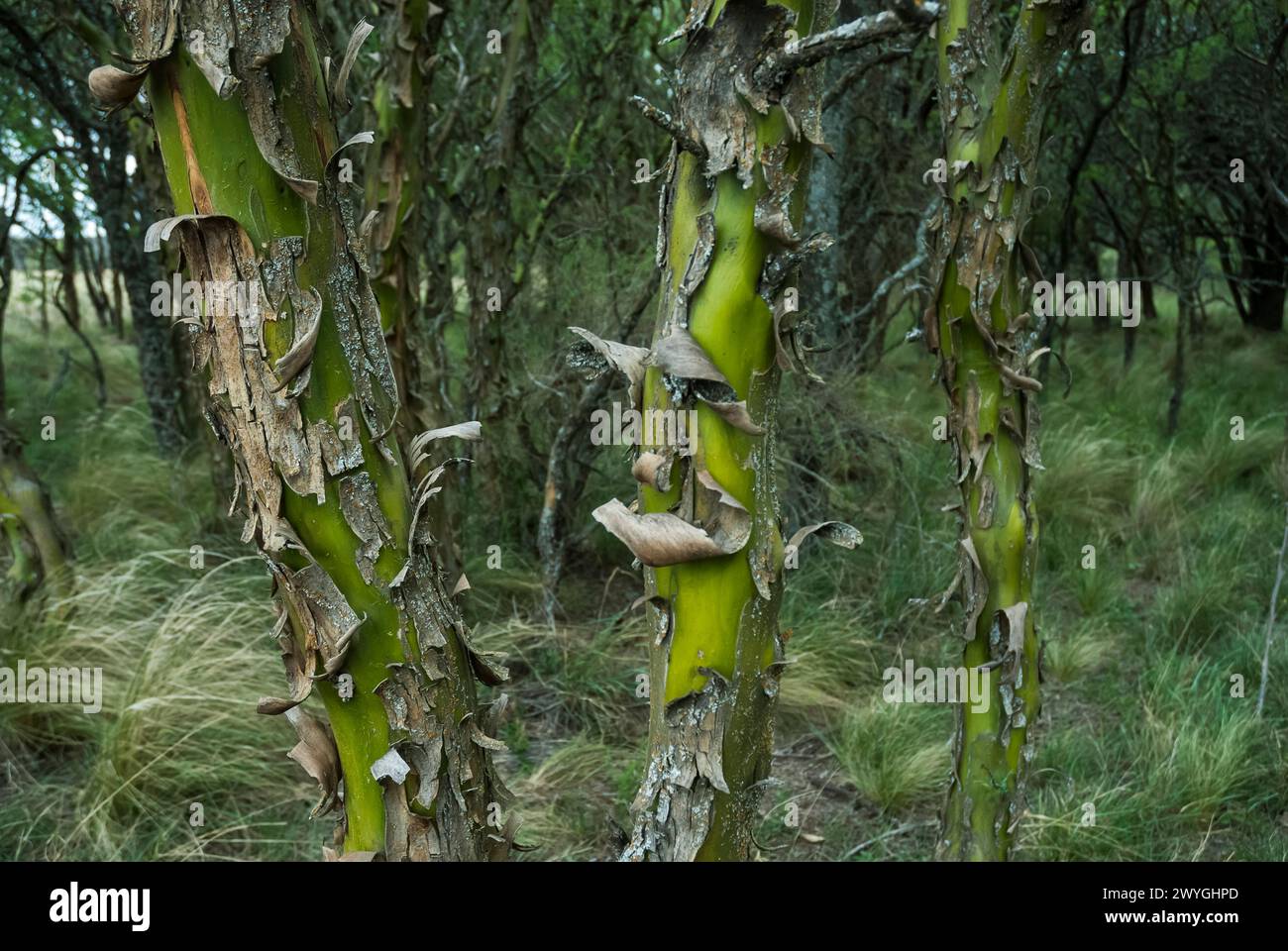 Chañar tree in Calden forest, bloomed in spring,La Pampa,Argentina ...