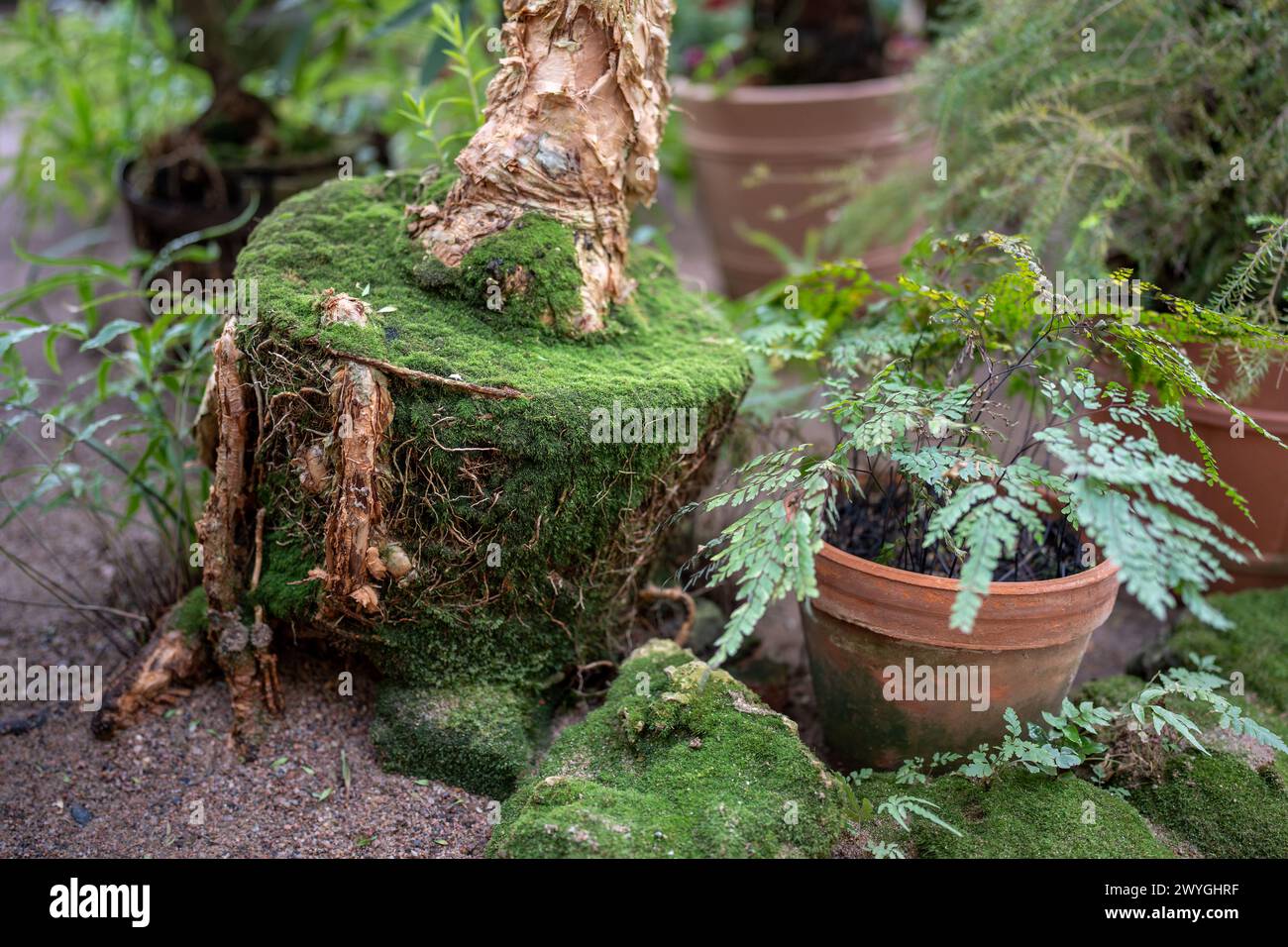 Ficus roots have broken wooden pot due to crowding, because of big root ...