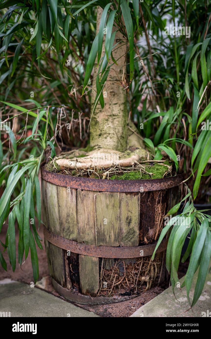 Ficus roots have broken wooden pot due to crowding, because of big root ...