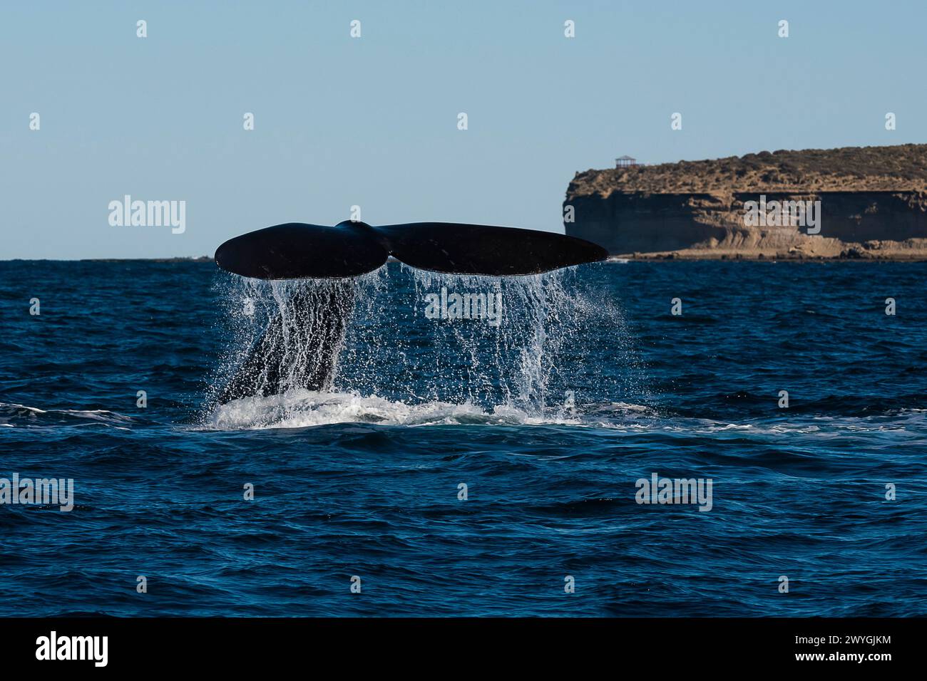 Sohutern right whale tail lobtailing, endangered species, Patagonia ...