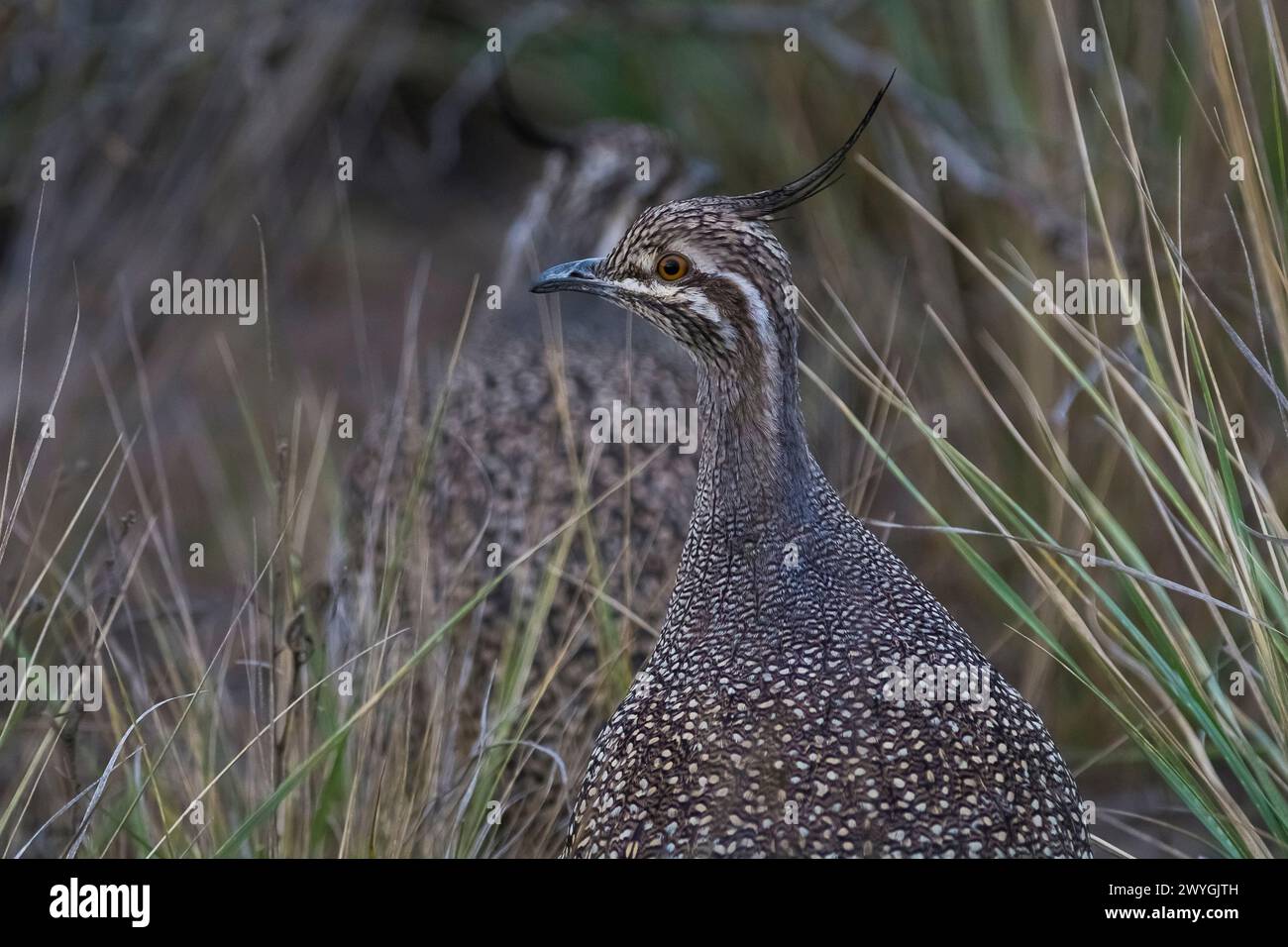 Elegant crested tinamou, Eudromia elegans, Pampas grassland environment ...