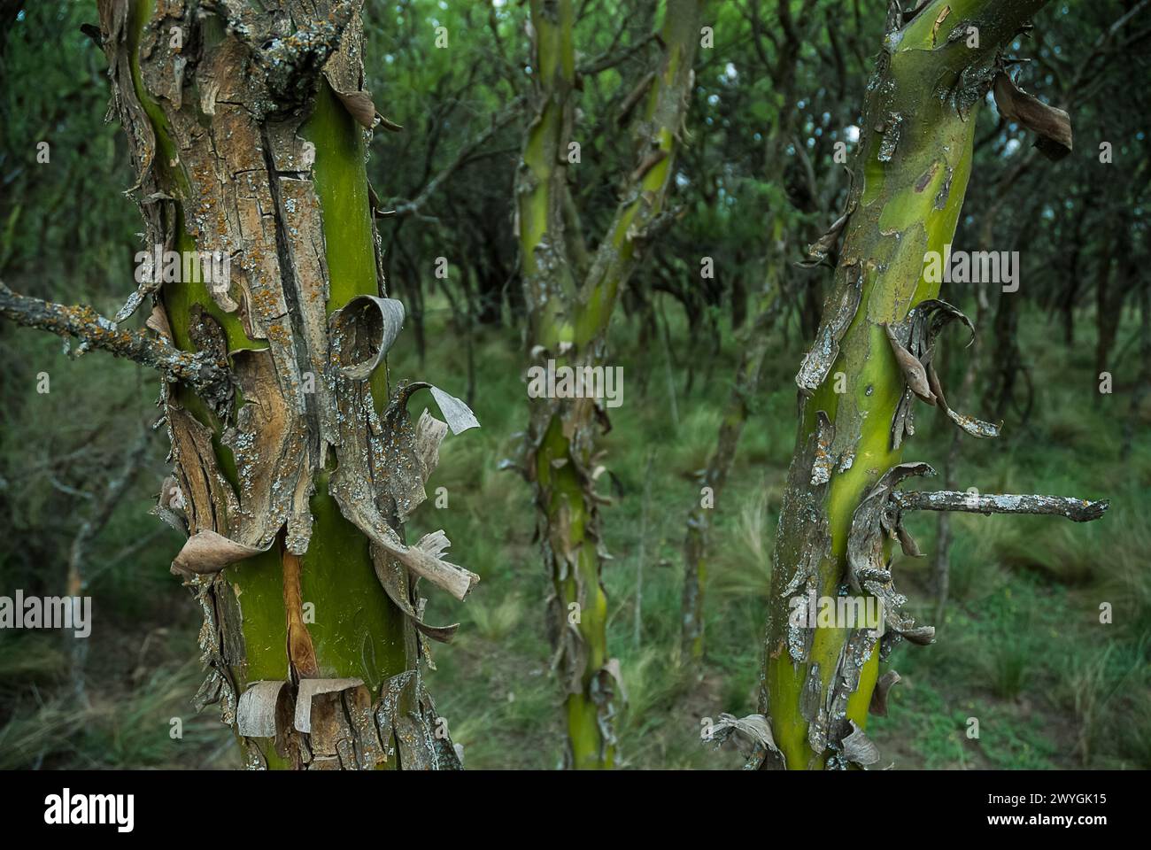 Chañar tree in Calden forest, bloomed in spring,La Pampa,Argentina ...