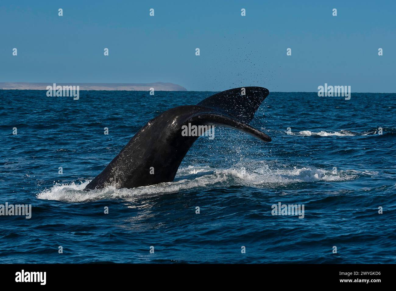 Sohutern right whale tail lobtailing, endangered species, Patagonia ...