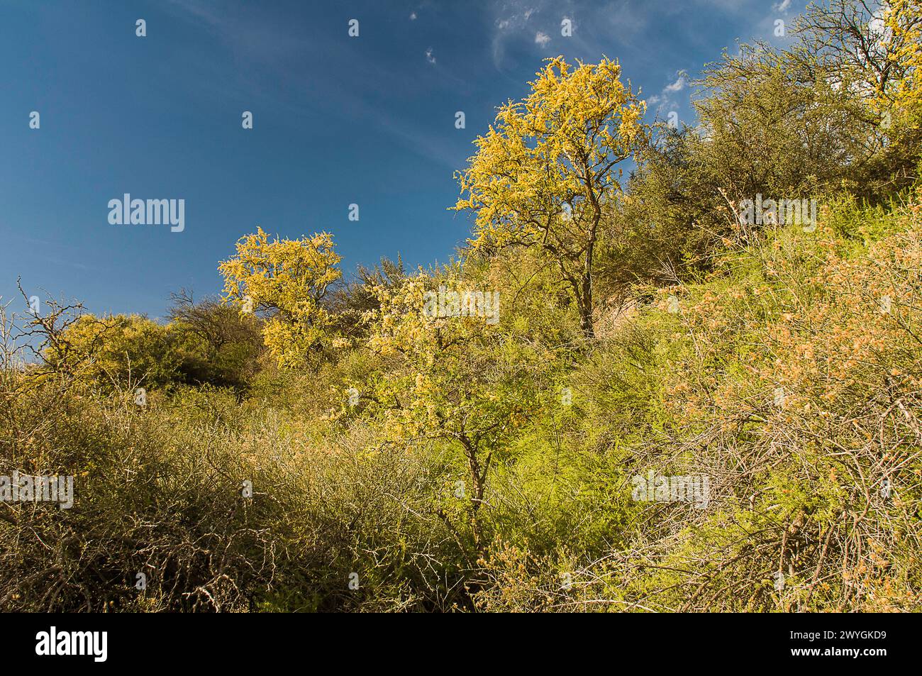Chañar tree in Calden forest, bloomed in spring,La Pampa,Argentina ...