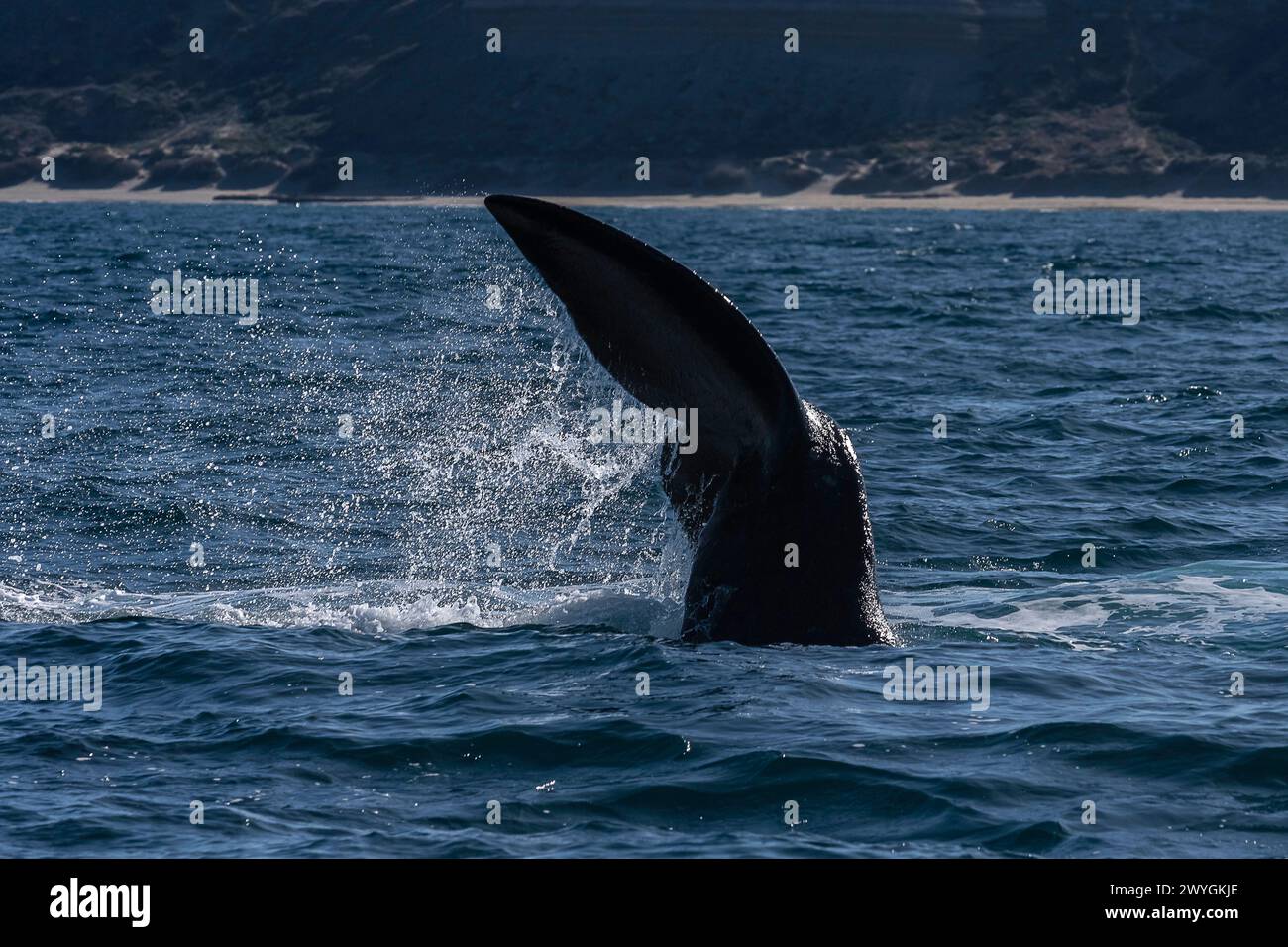 Sohutern right whale tail lobtailing, endangered species, Patagonia ...