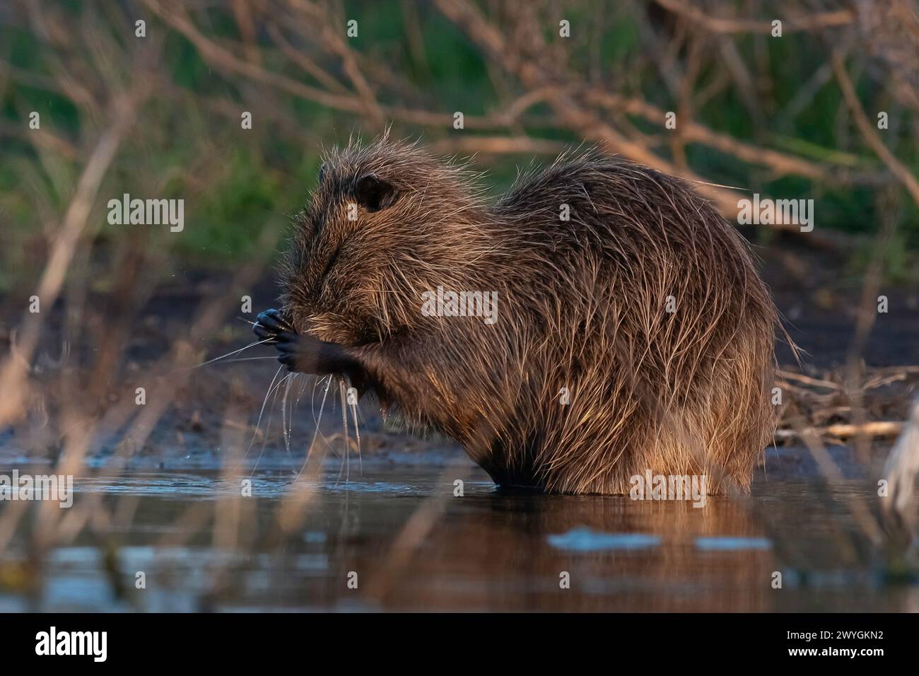 Coipo, Myocastor coypus, La Pampa Province, Patagonia, Argentina Stock ...