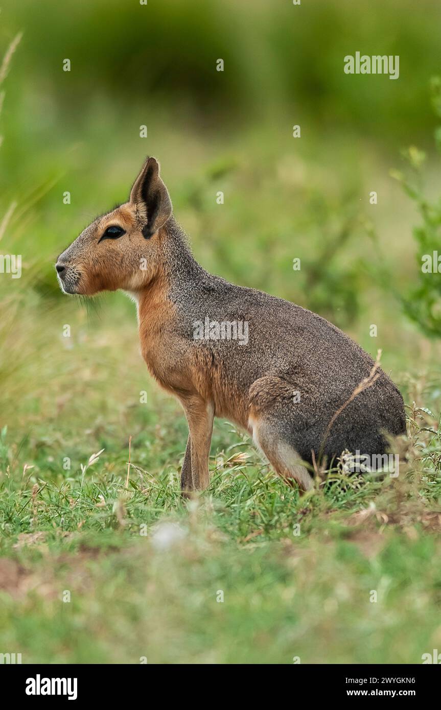 Patagonian cavi, Patagonia Mara, Peninsula Valdes, Patagonia ...