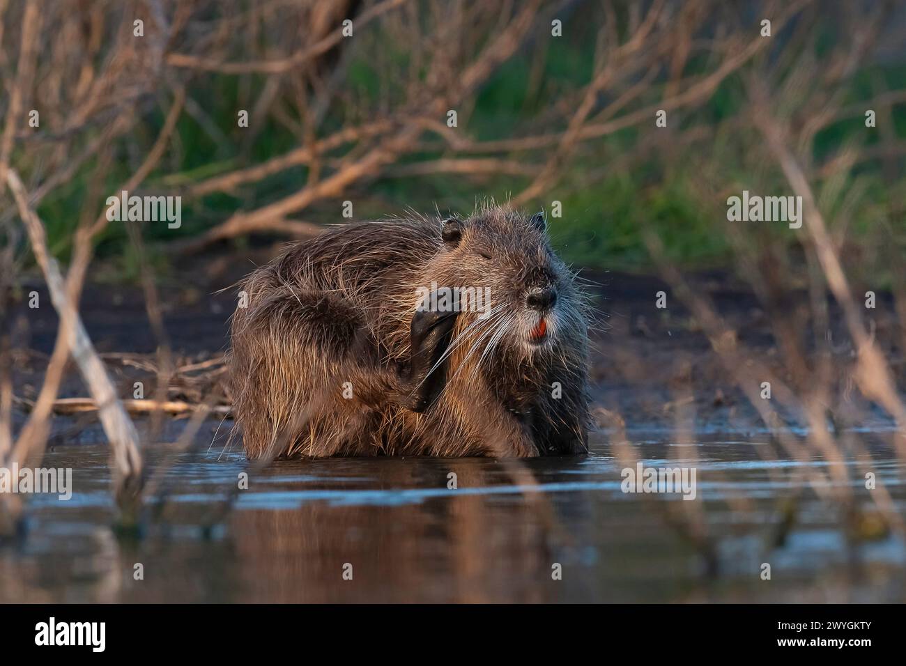Coipo, Myocastor coypus, La Pampa Province, Patagonia, Argentina Stock ...