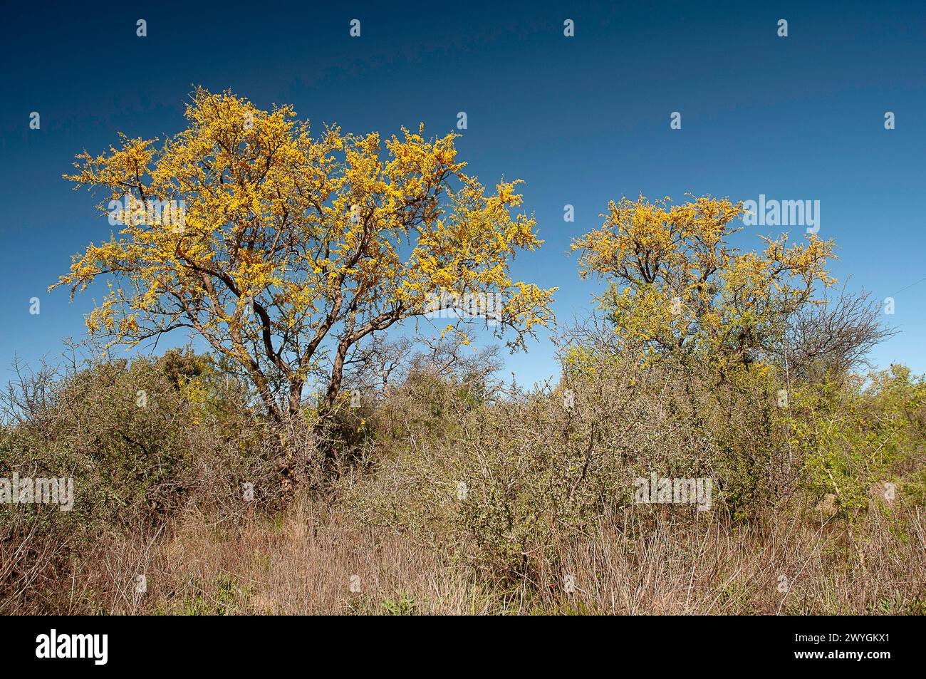 Chañar tree in Calden forest, bloomed in spring,La Pampa,Argentina ...