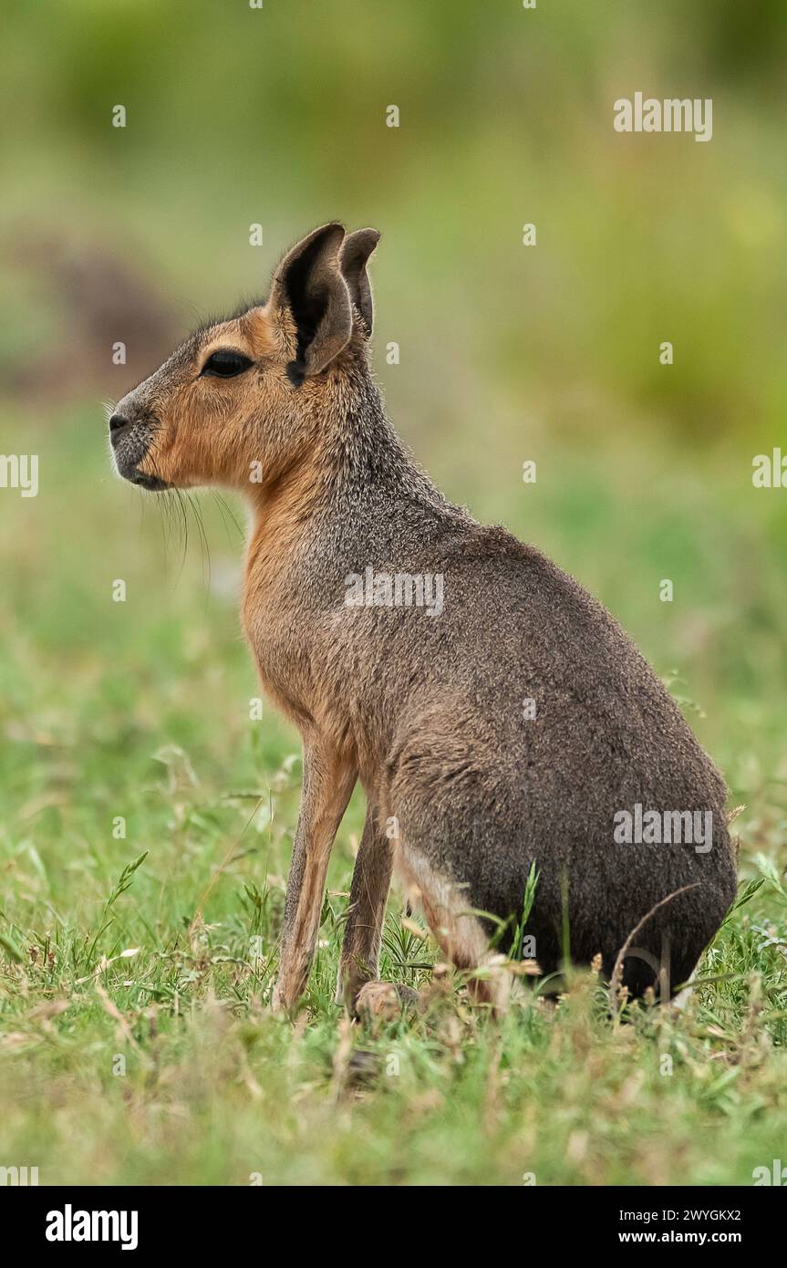 Patagonian cavi, Patagonia Mara, Peninsula Valdes, Patagonia ...