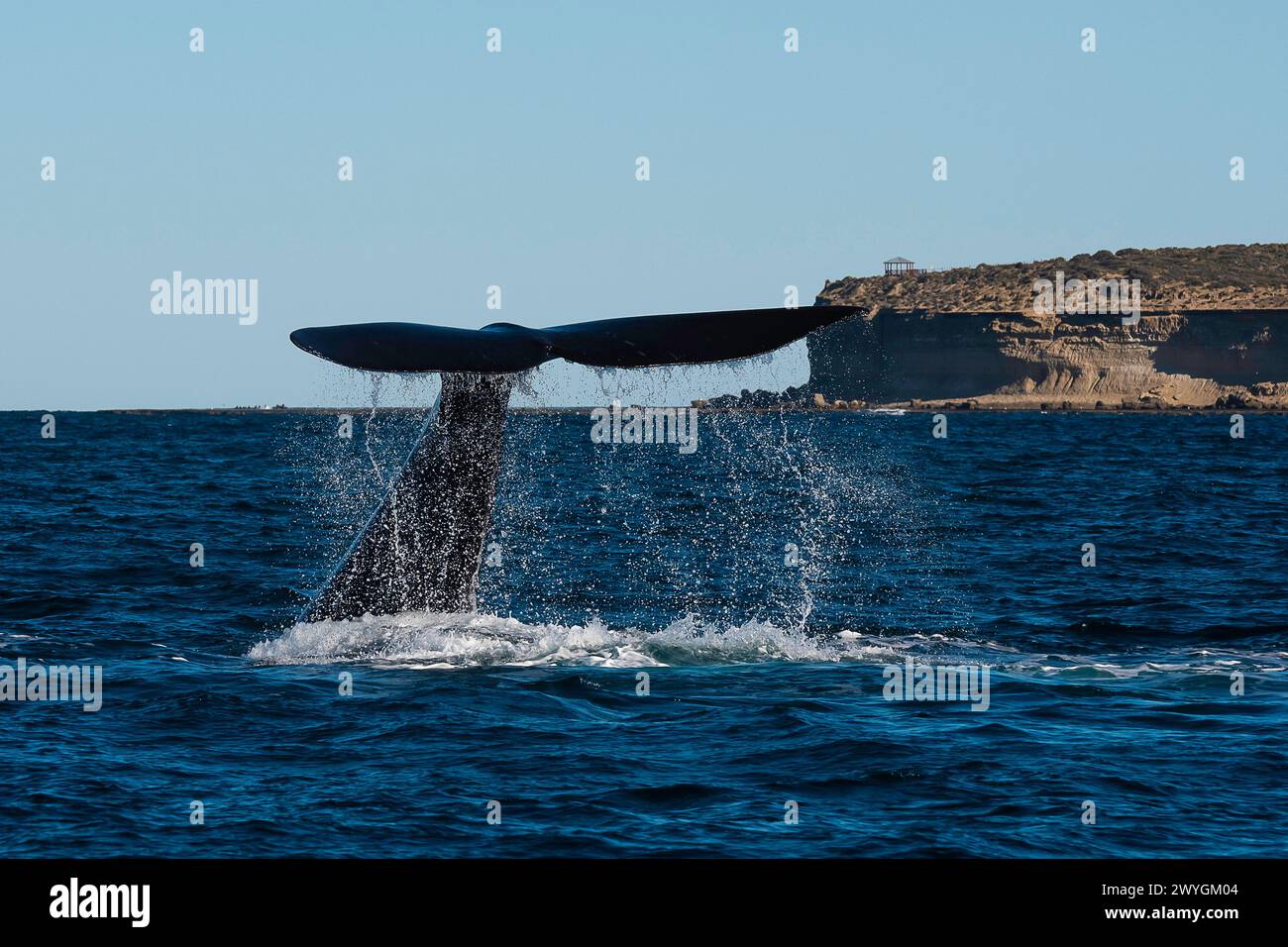 Sohutern right whale tail lobtailing, endangered species, Patagonia ...