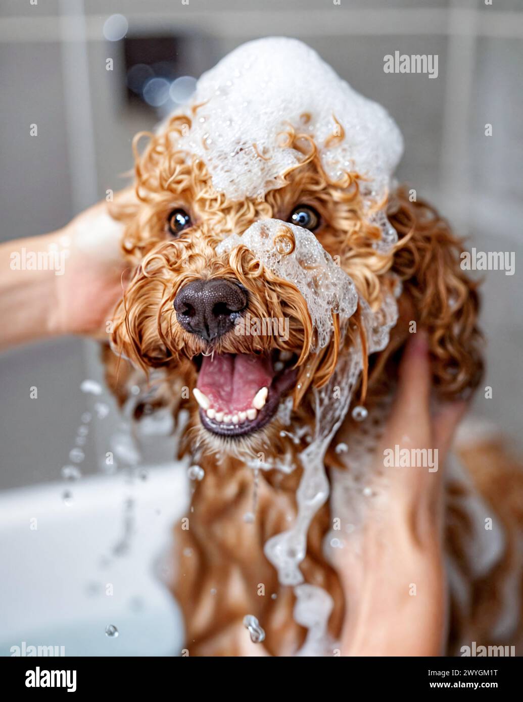 A portrait of dog, a happy poodle in bathroom, bathing, with bubbles on ...