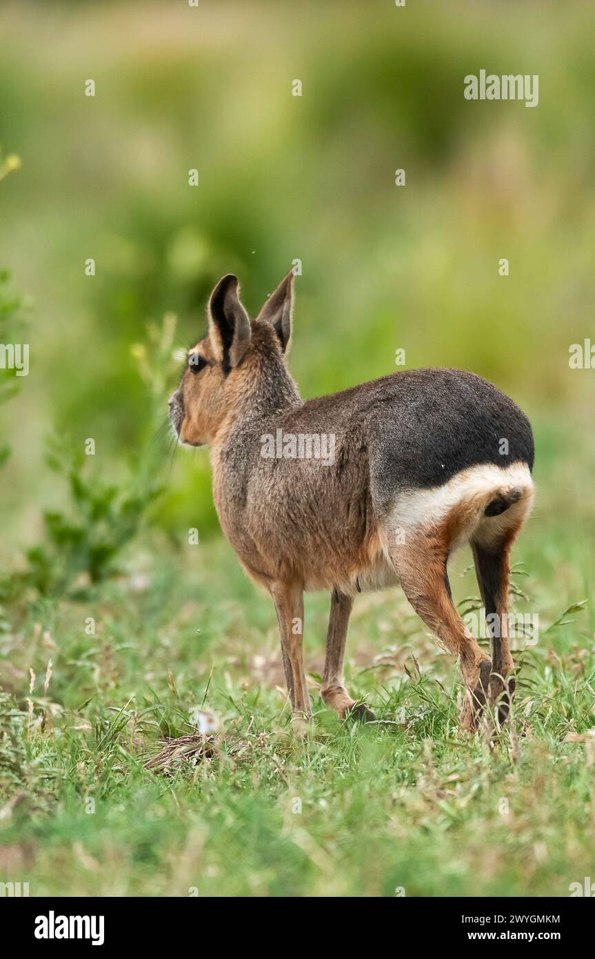 Patagonian cavi, Patagonia Mara, Peninsula Valdes, Patagonia ...