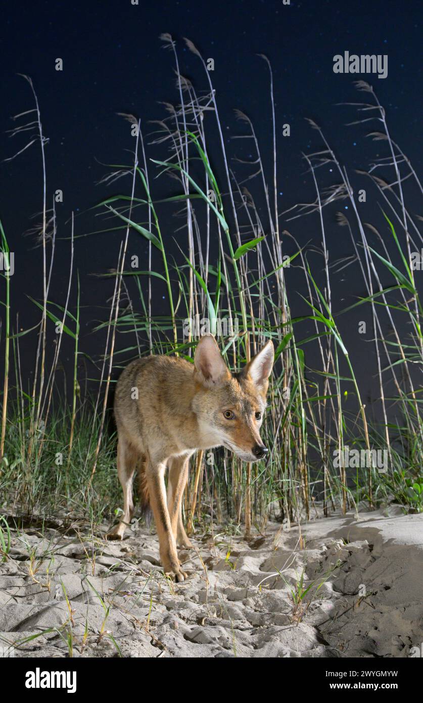 Coyote (Canis latrans) on sand dune at night, Galveston, Texas. This ...