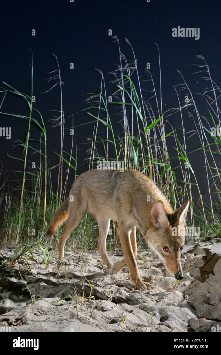 Coyote (Canis latrans) on sand dune at night, Galveston, Texas. This ...