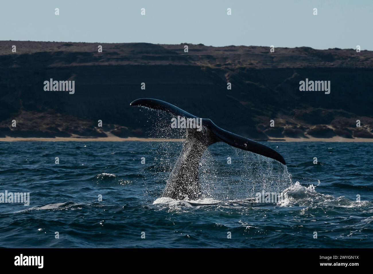 Sohutern right whale tail lobtailing, endangered species, Patagonia ...