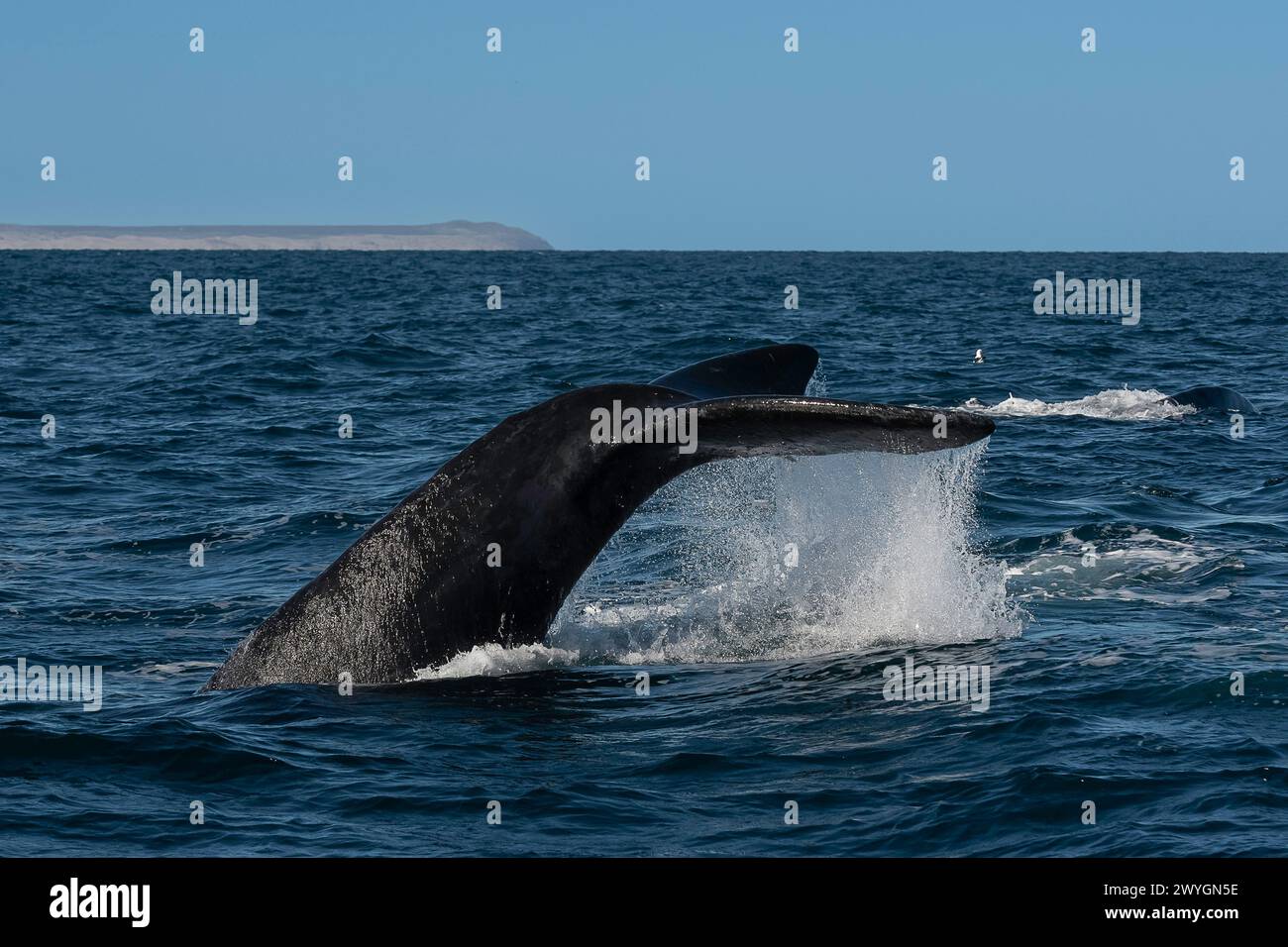 Sohutern right whale tail lobtailing, endangered species, Patagonia ...