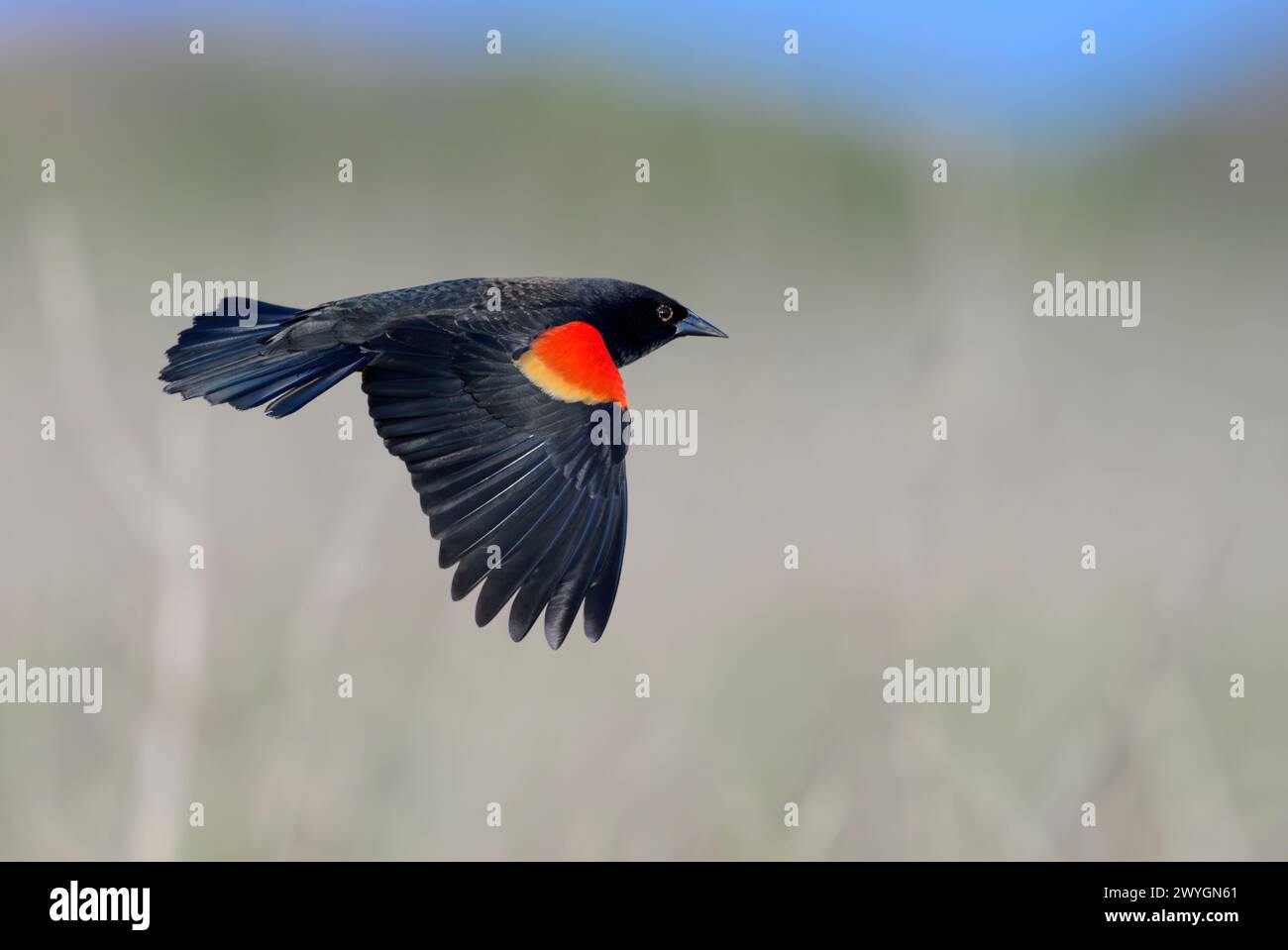 Male red-winged blackbird (Agelaius phoeniceus) flying over tidal marsh ...