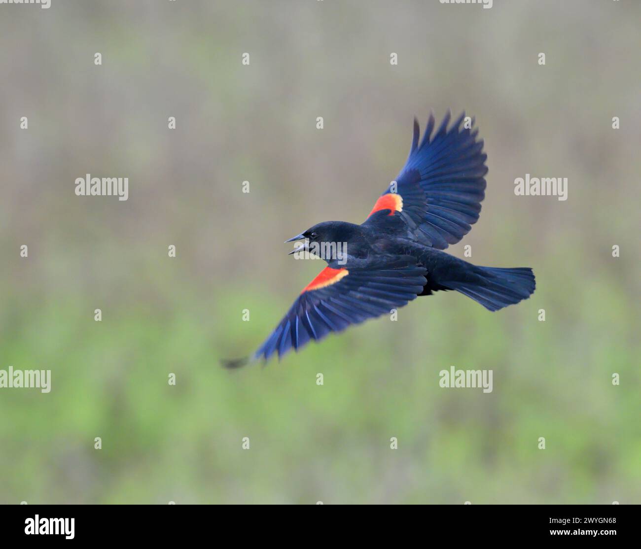 Male red-winged blackbird (Agelaius phoeniceus) flying, singing and ...