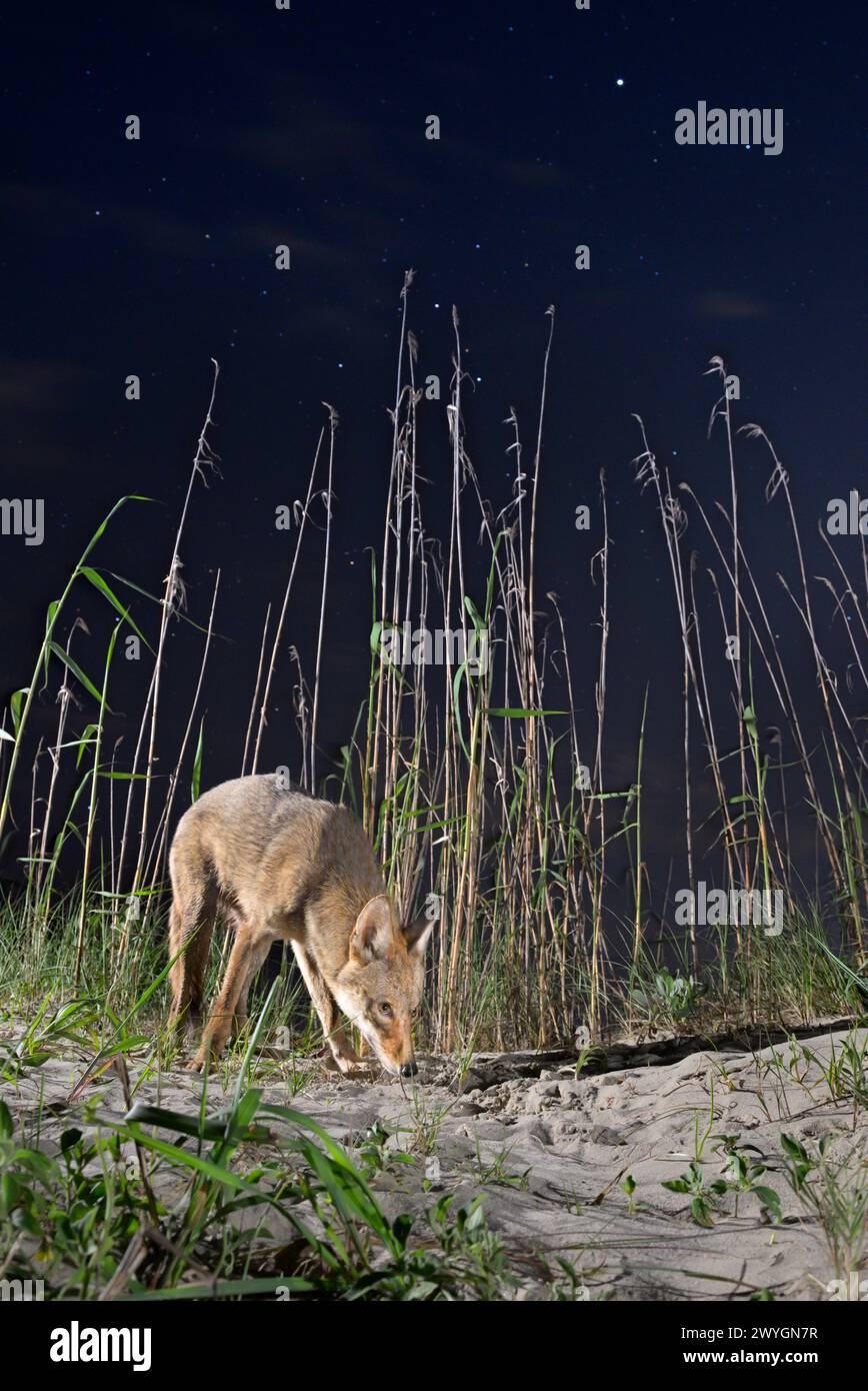 Coyote (Canis latrans) on sand dune at night under starry sky ...