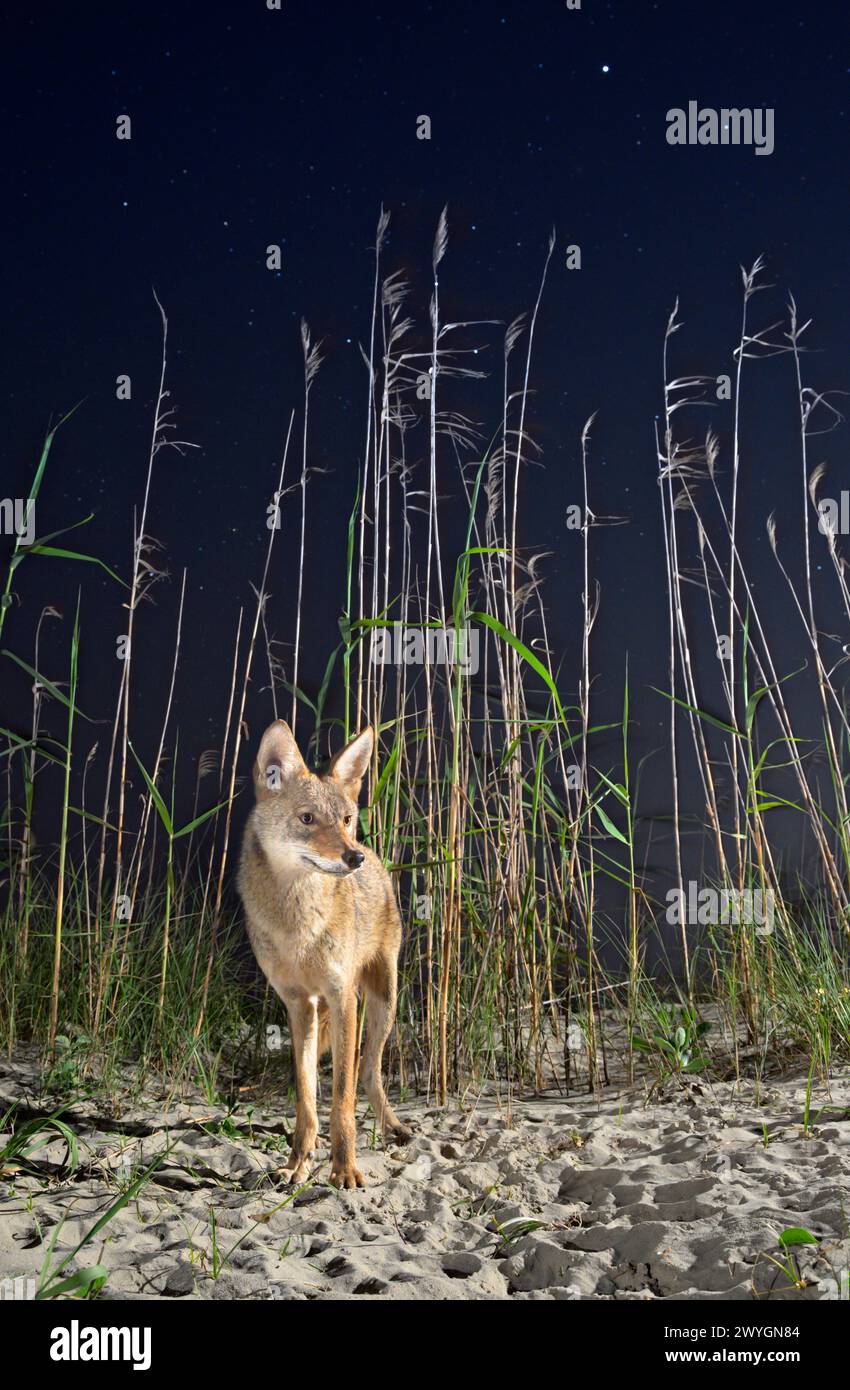 Rufus hybrid hi-res stock photography and images - Alamy