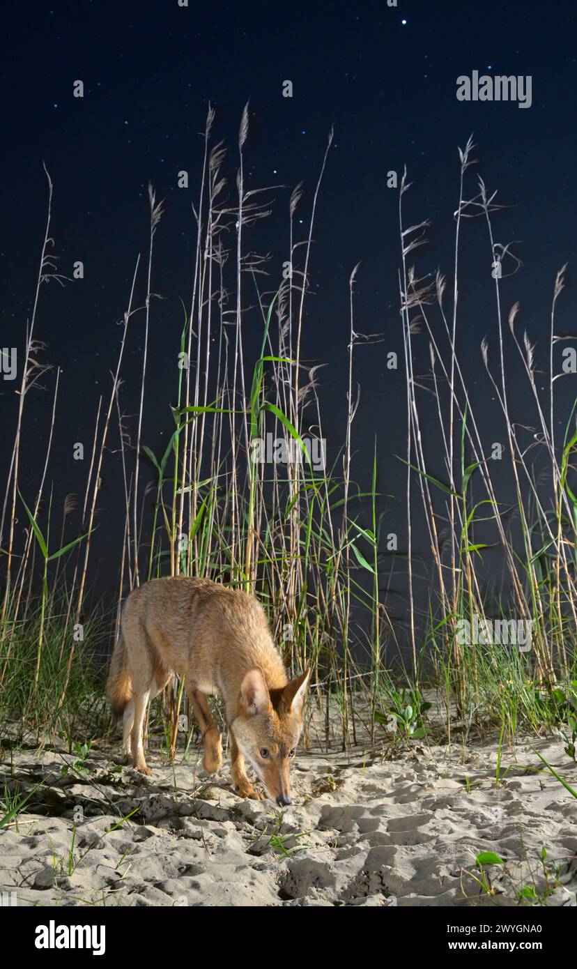 Animal sniffing texas hi-res stock photography and images - Alamy