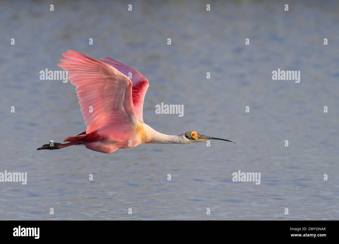 Roseate spoonbill (Platalea ajaja) flying over lake at early morning ...