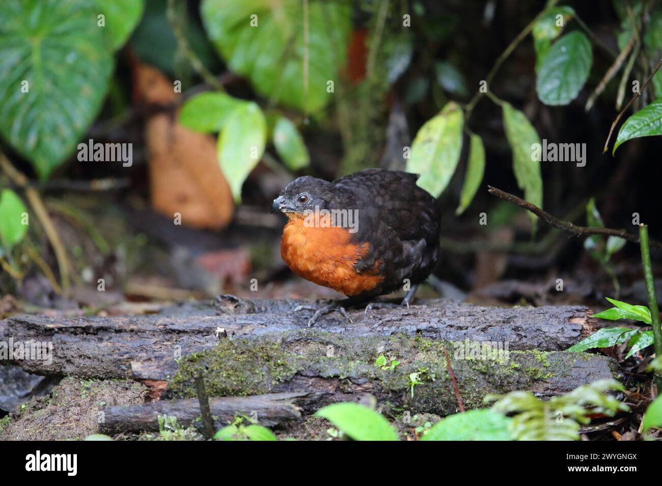 The dark-backed wood quail (Odontophorus melanonotus) is a bird species ...