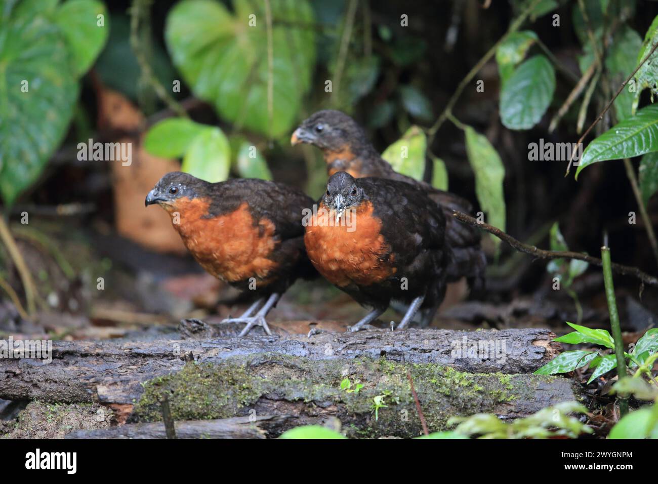 Quail Family Images