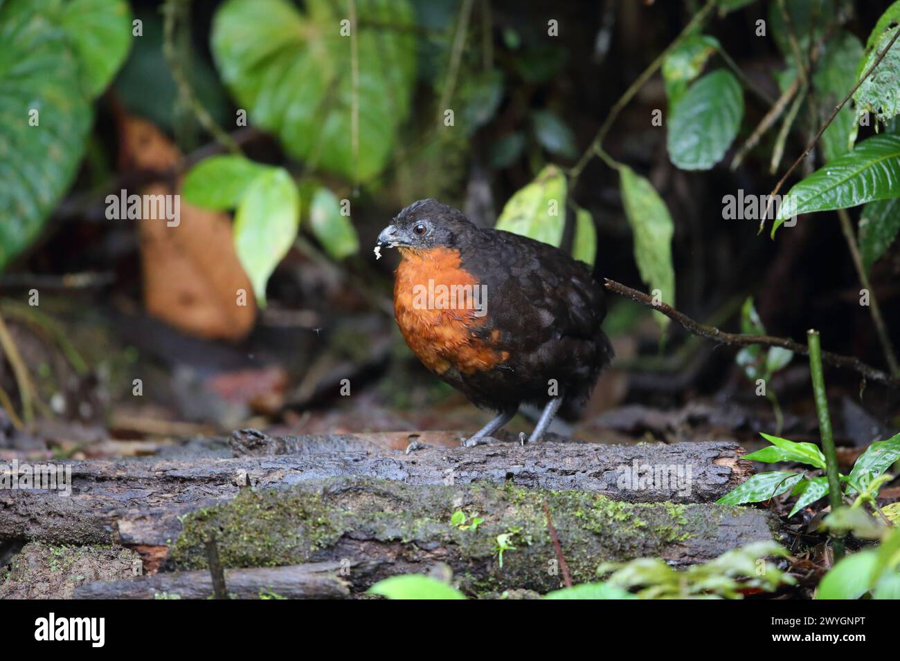 The dark-backed wood quail (Odontophorus melanonotus) is a bird species ...