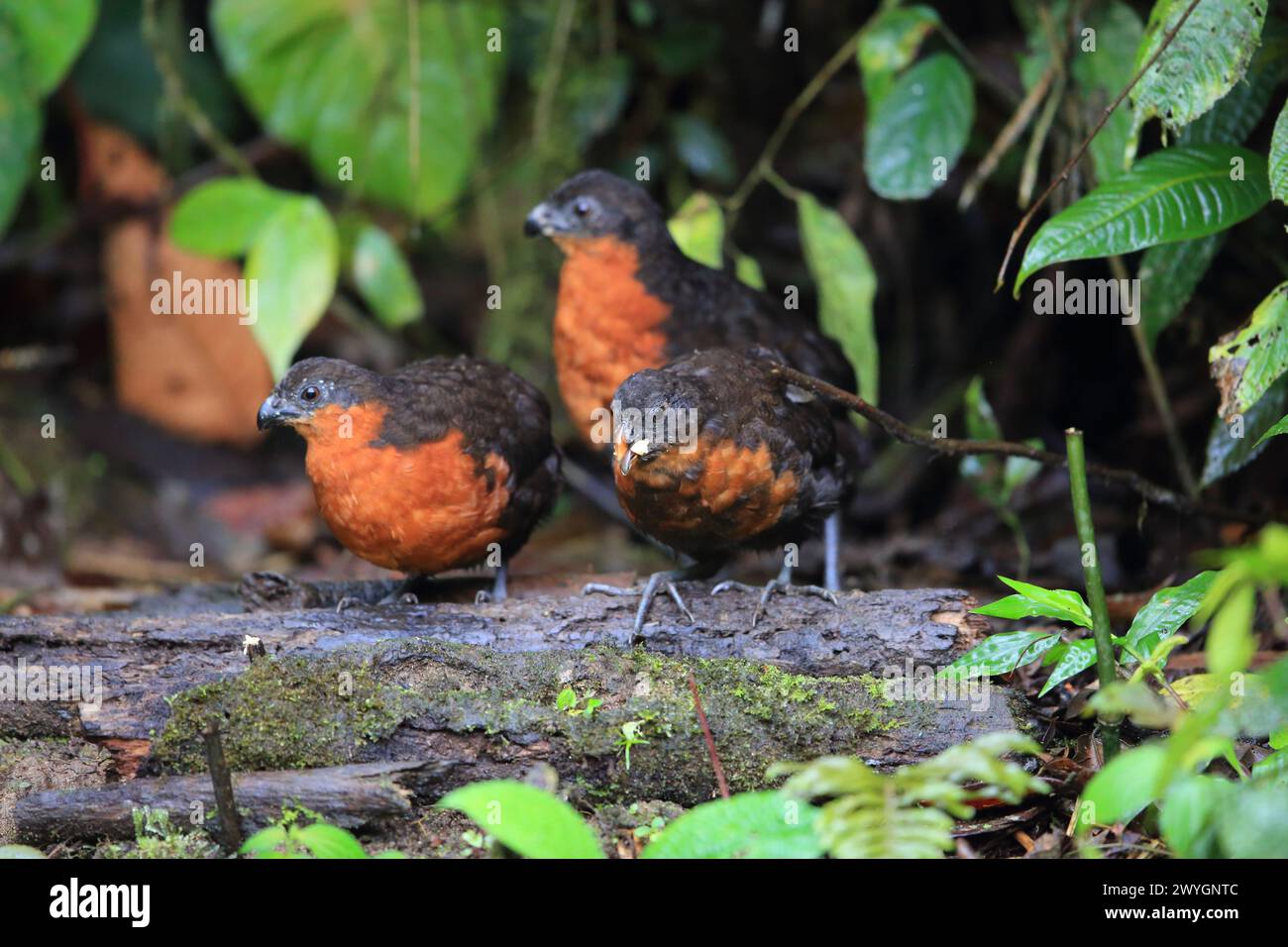The dark-backed wood quail (Odontophorus melanonotus) is a bird species ...