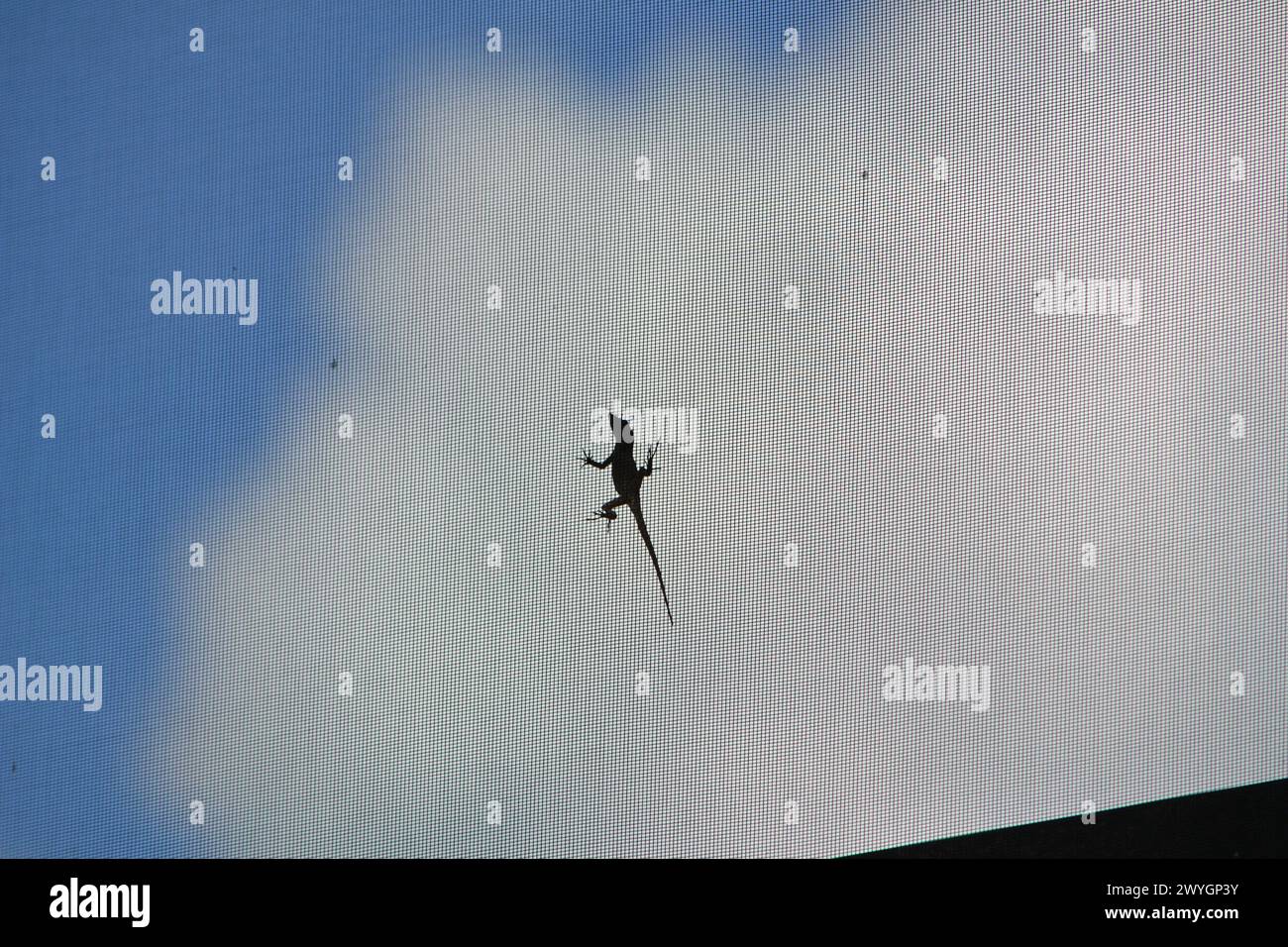 Silhouette of small Anole lizard outside screen patio, head facing up ...