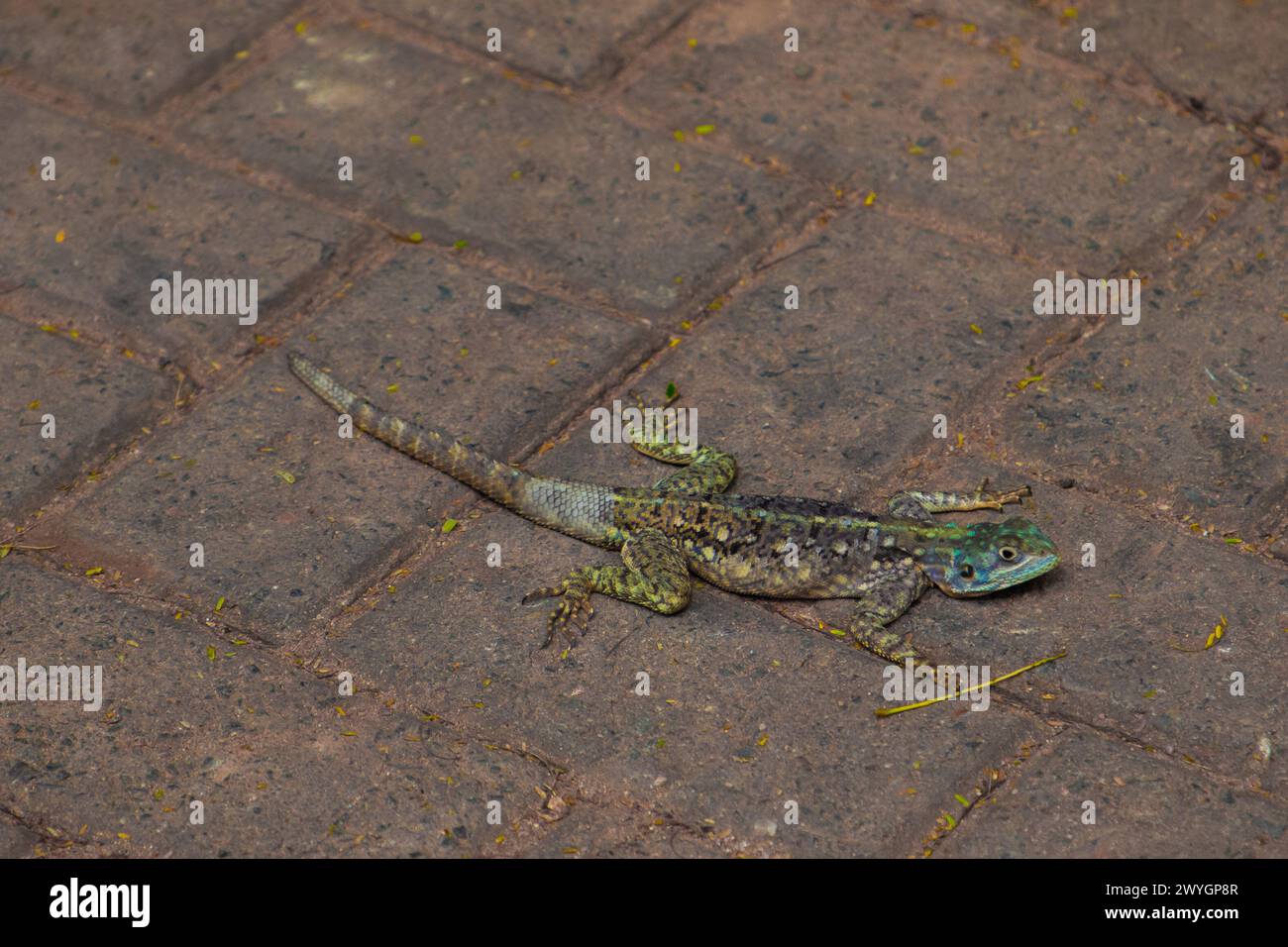 Female rock agama lizard, Agama gray, on the stown Kenya, East Africa ...