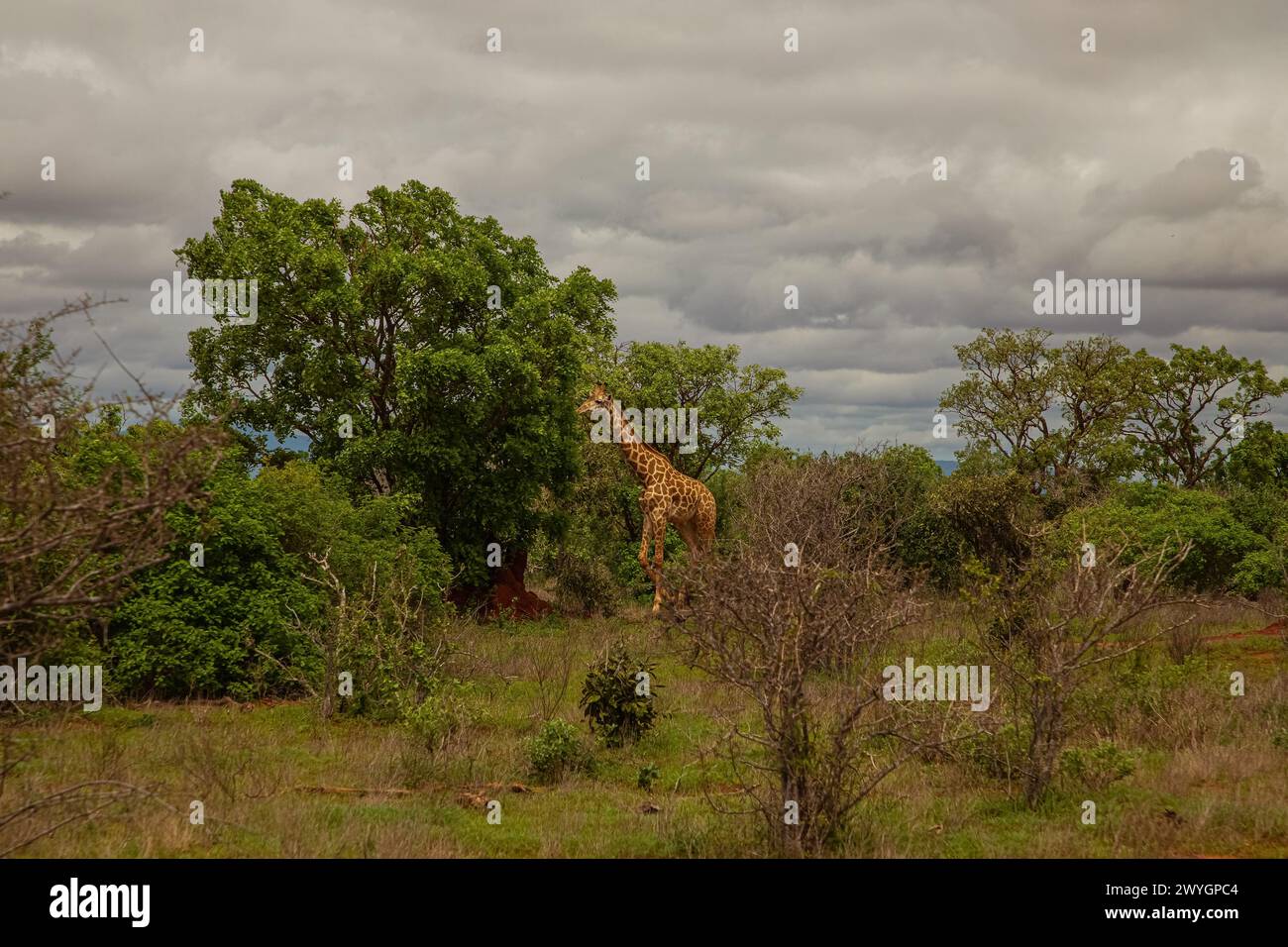 some giraffe walk through the savannah between the plants. Nature ...