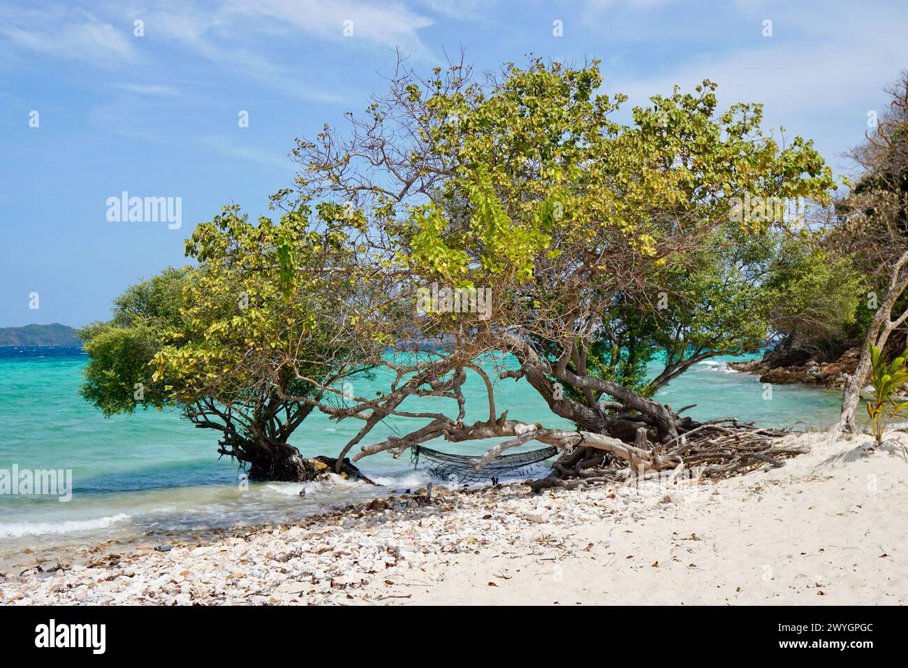 Some green trees grown on the beach of a random island in a boat tour ...