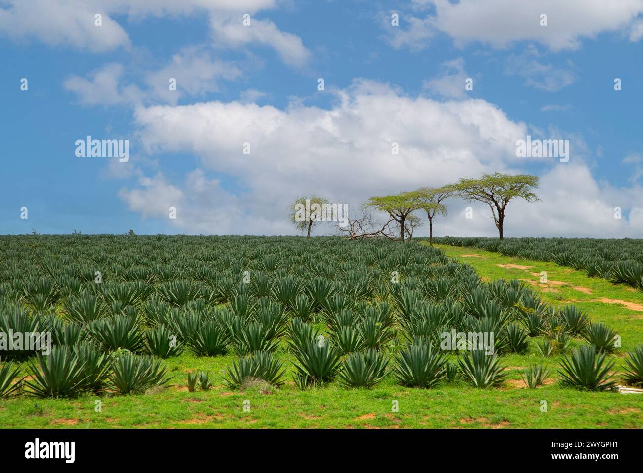 view on the green Pineapple fields and blue sky in Africa. Nature ...