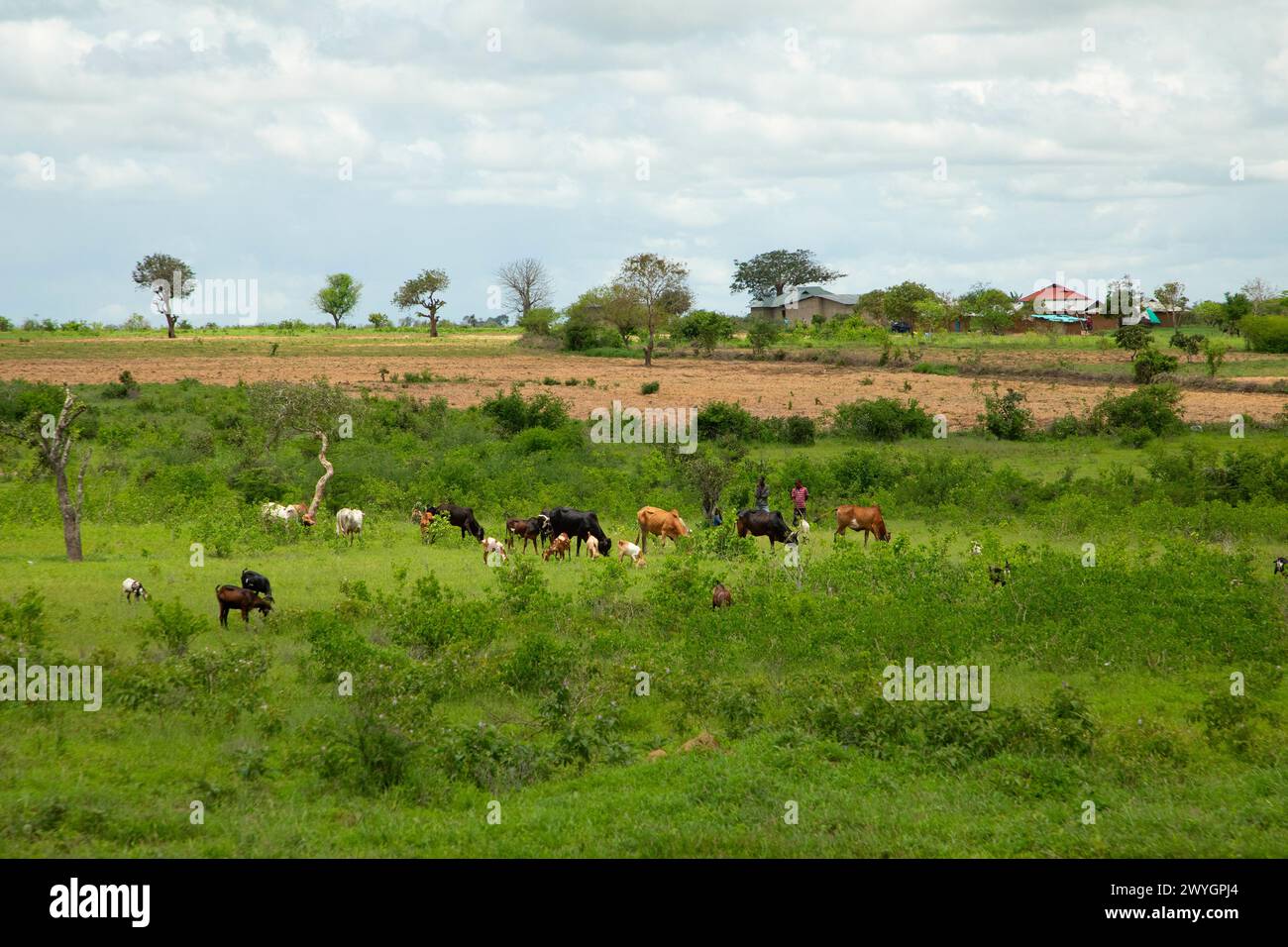 group of cows grazing on the pasture village in Africa landscape ...