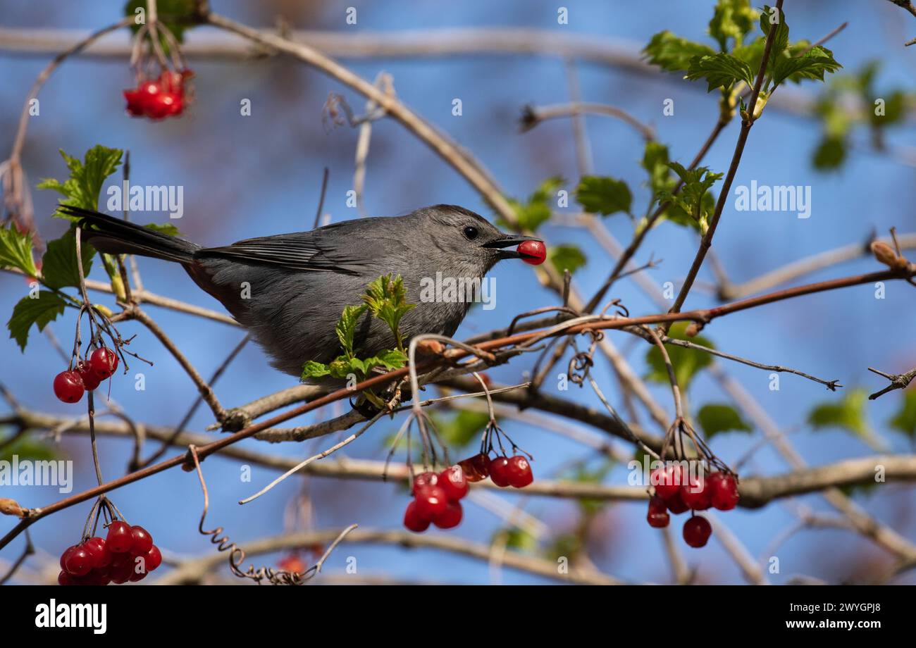 Midium sized bird hi-res stock photography and images - Alamy