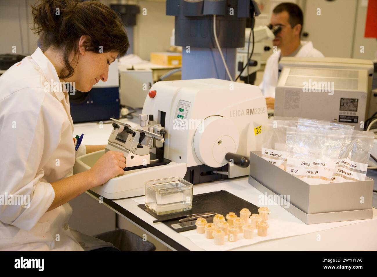 Microtome, Fishing biology laboratory. Polishing and reading of ...
