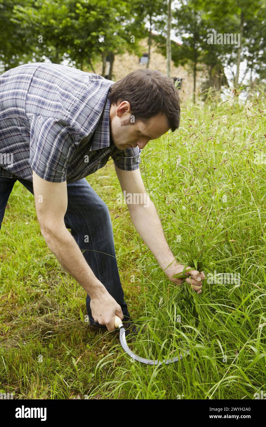 Farmer using sickle Stock Photo - Alamy