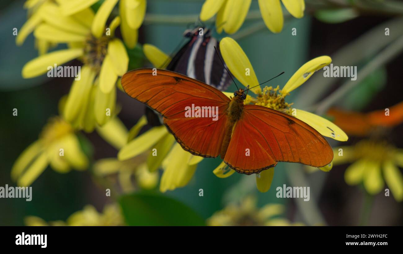 Colorful wings flutter on yellow petals, nature’s serene beauty ...