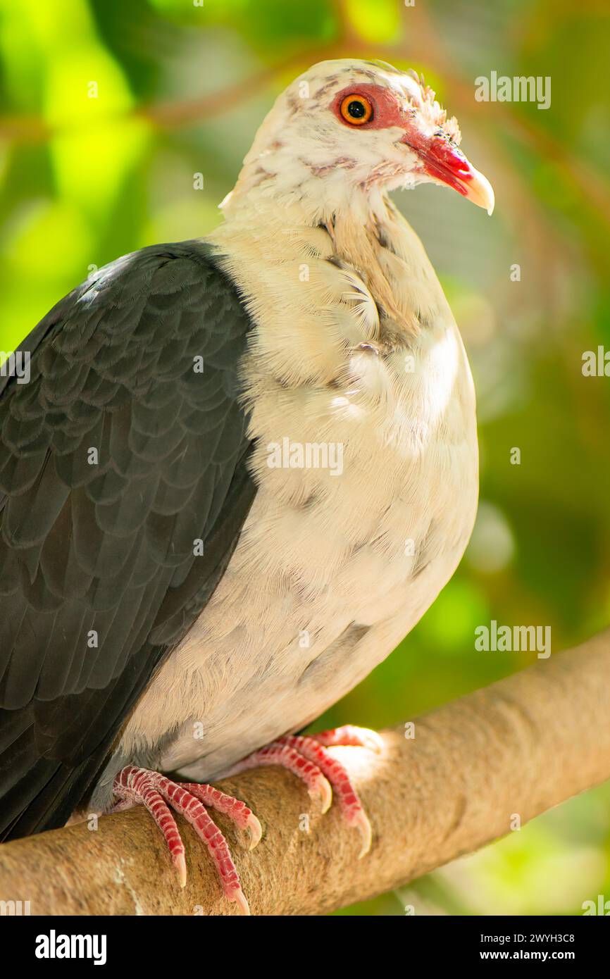 White-headed pigeon is a pigeon native to the east coast of Australia ...