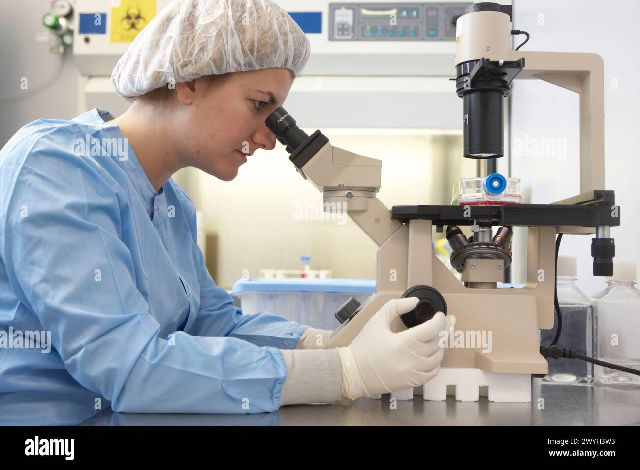 Analyzing samples in microscope. Quarantine zone (Grade C), clean room ...
