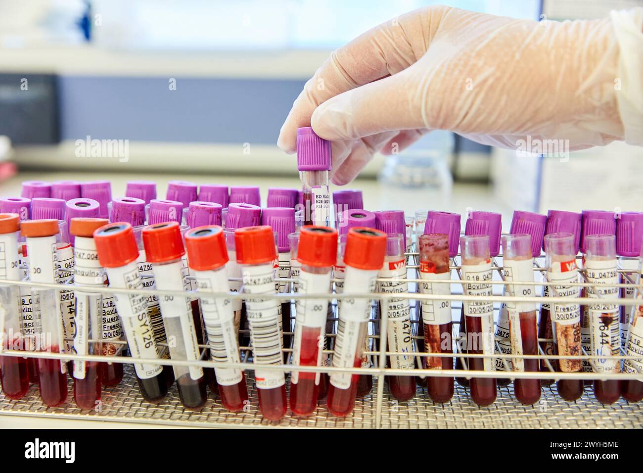 Test tubes with blood samples, Chemical Laboratory, Animal research ...