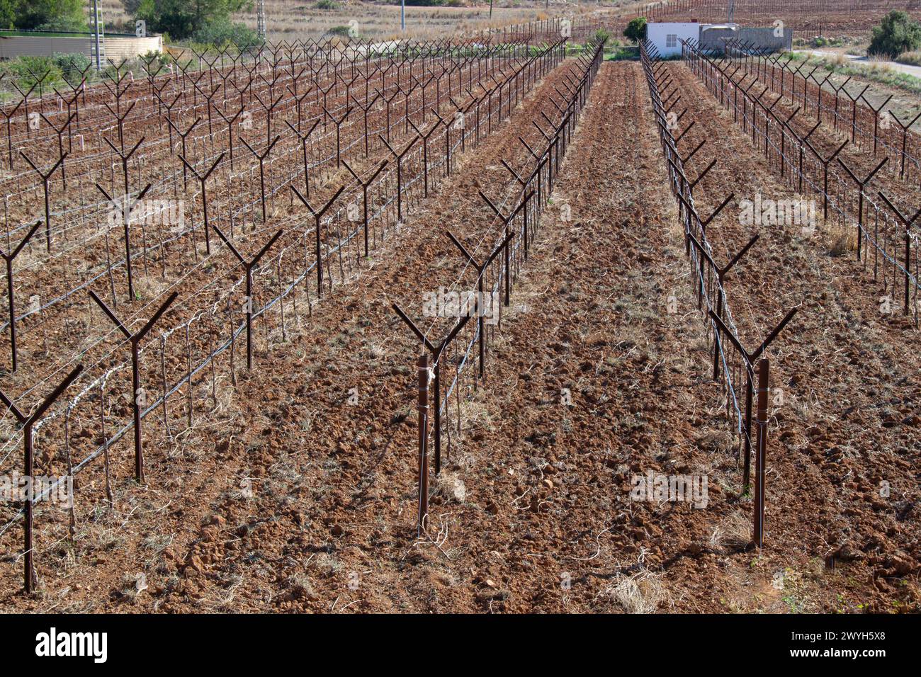 Vine cultivation on symmetrically placed trellises Stock Photo - Alamy
