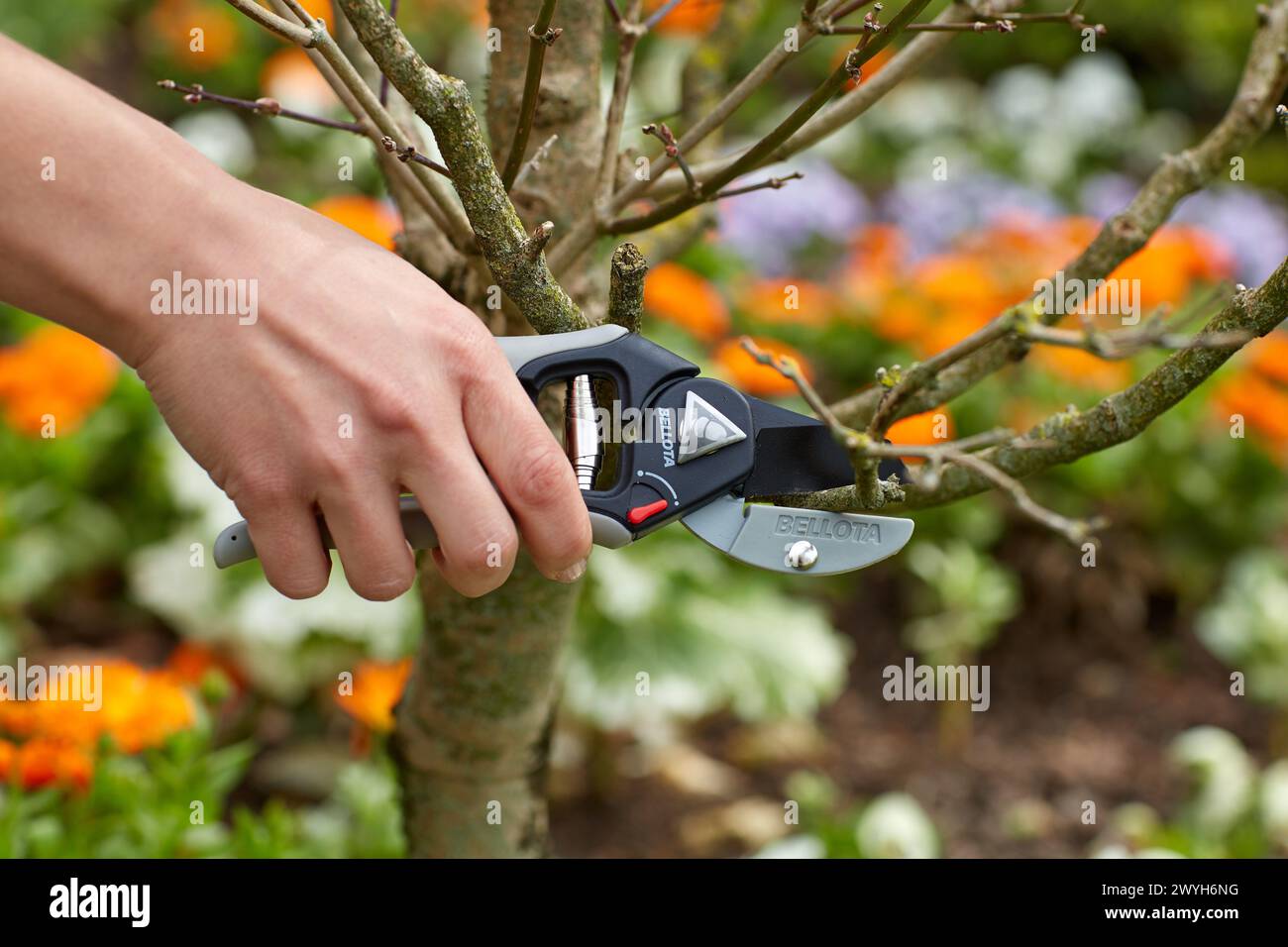 Gardener cutting bush, Pruning secateurs, Hand tool, Garden Stock Photo ...