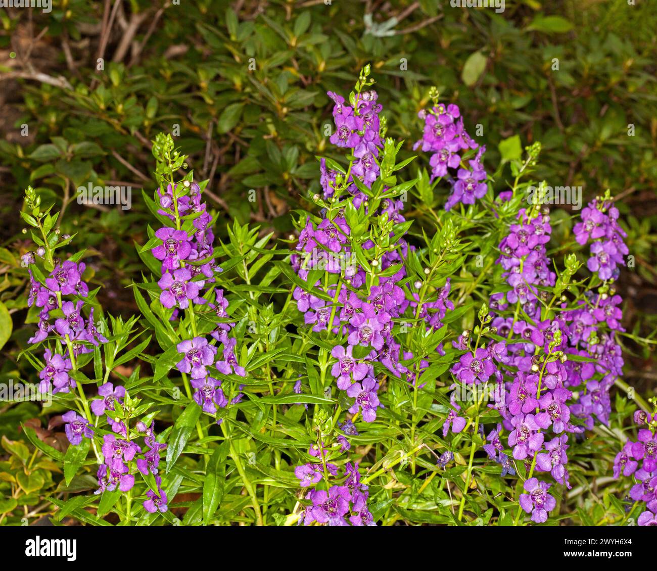 Beautiful Purple Perennial Flowers in Australia for Every Garden