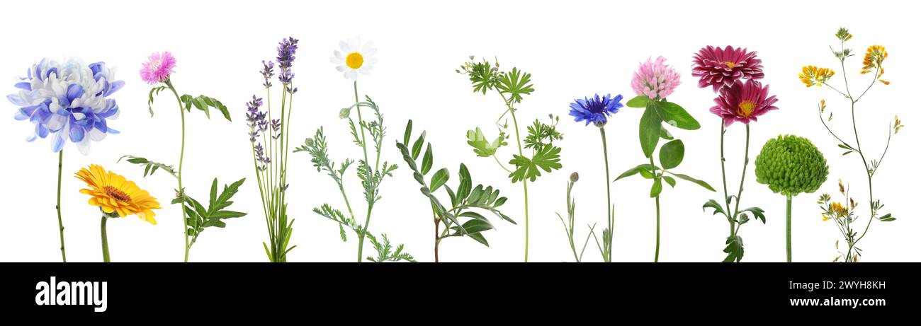 Different beautiful flowers isolated on white, set Stock Photo - Alamy