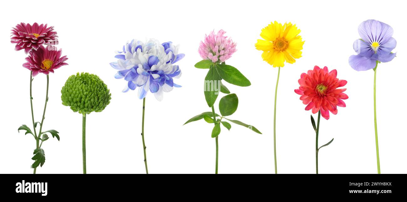 Different beautiful flowers isolated on white, set Stock Photo - Alamy